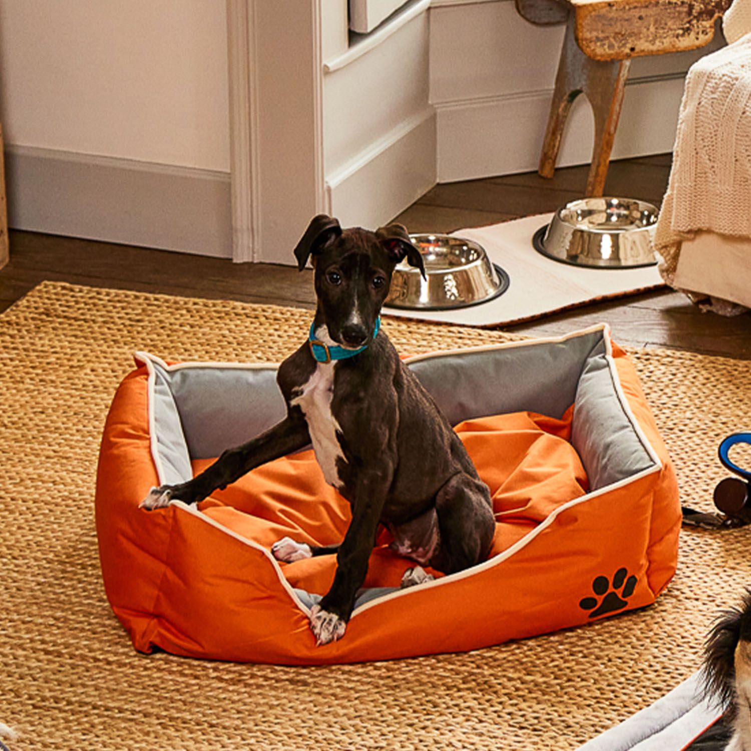 Discount dog beds extra large store